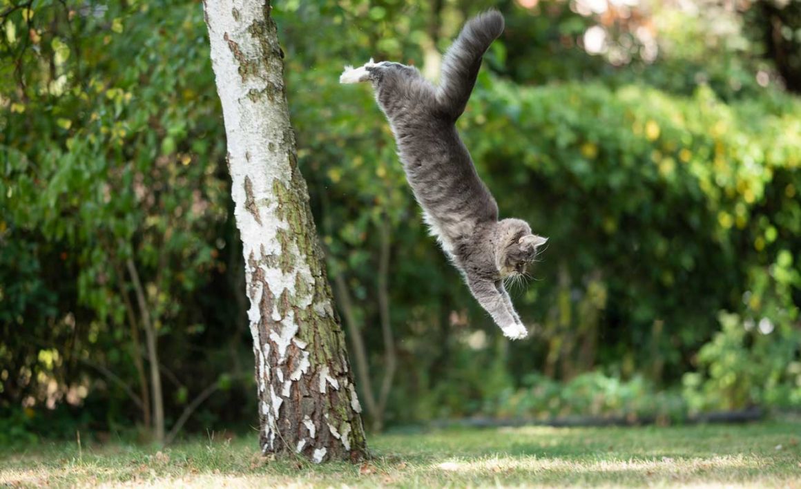 6 leçons que les chats nous enseignent sur la création de contenu